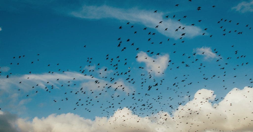 How Crows Taught Me About Motherhood