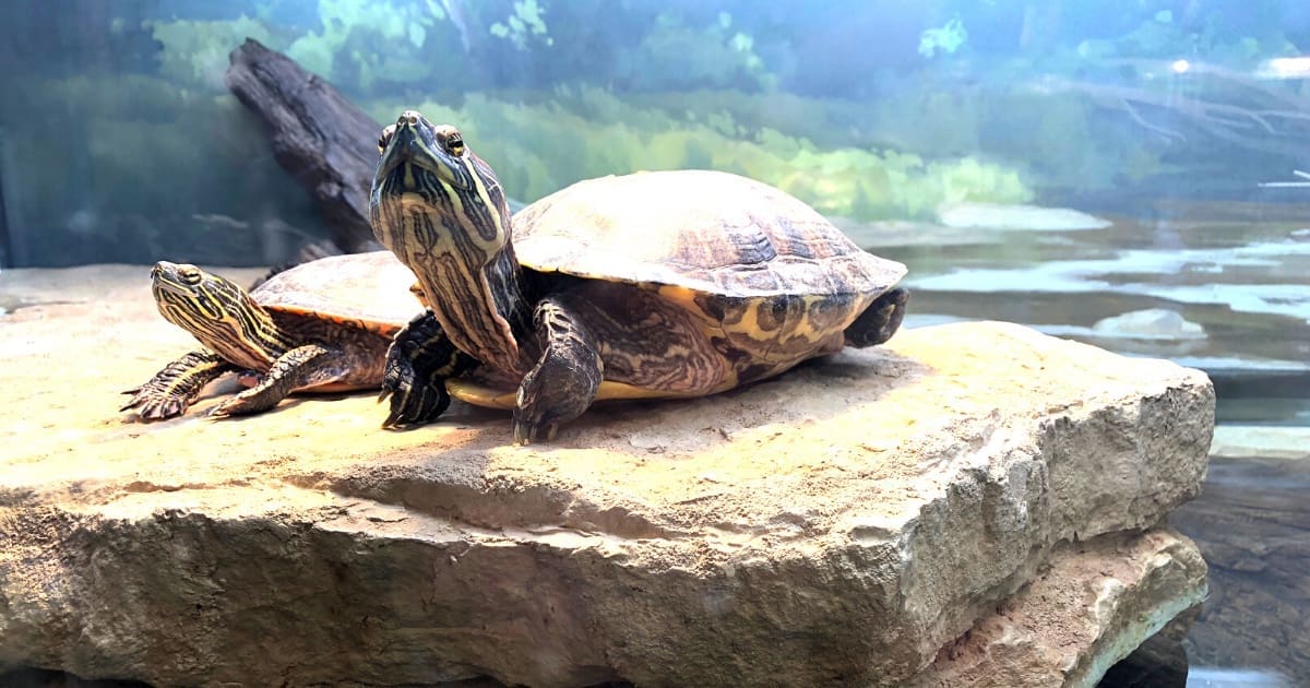 Same Heart, New Look: Quarry Hill Nature Center