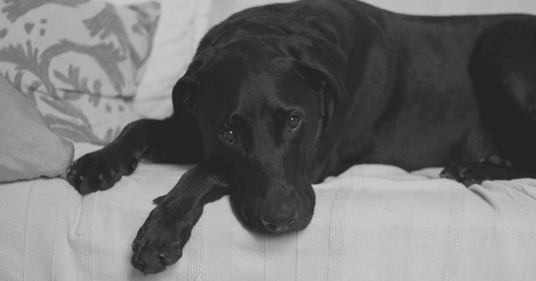 Bringing Home Baby: "Ruff Transitions" Edition