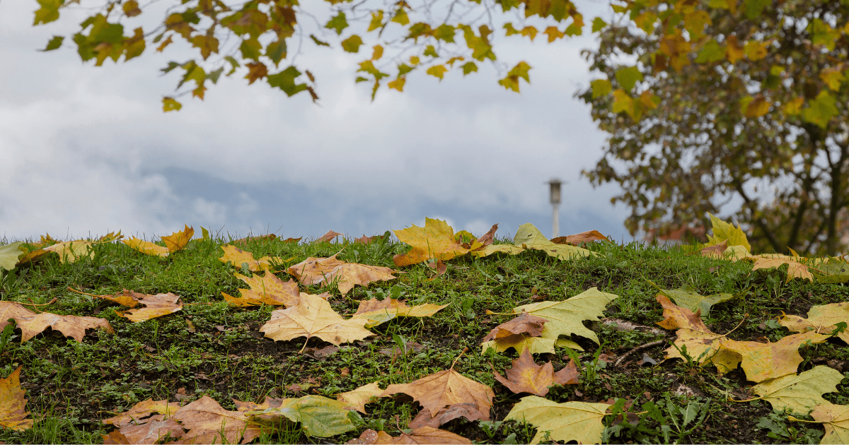 My Love/Hate Relationship With Fall