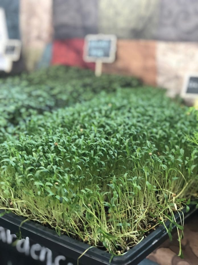 Guide to the Rochester MN Farmers Market