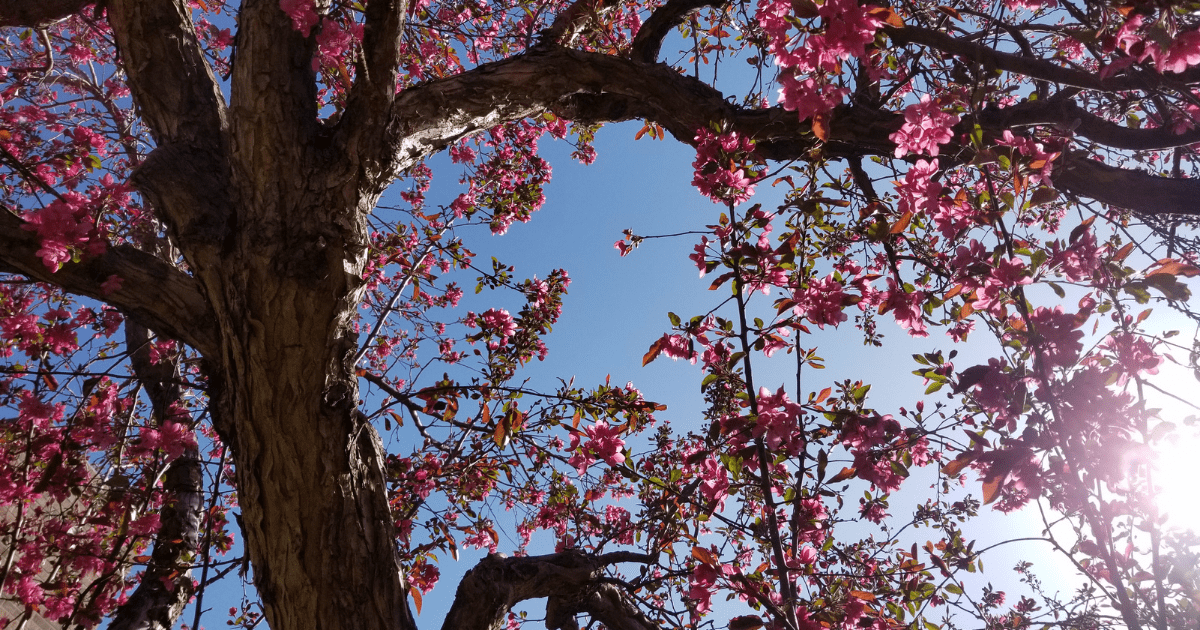8 Ways to Celebrate the Arrival of Spring in Rochester