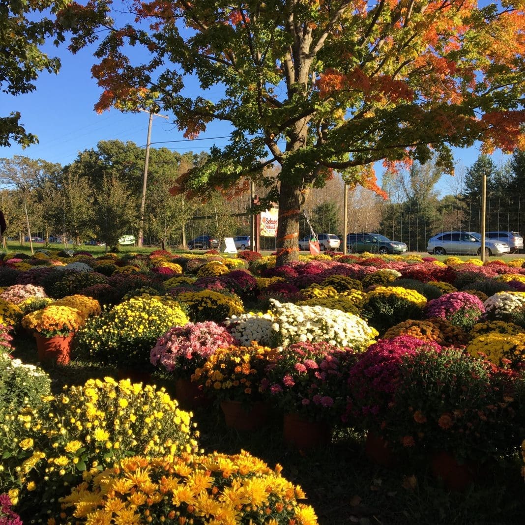 Rochester MN Guide to Apple Orchards, Pumpkin Patches & More