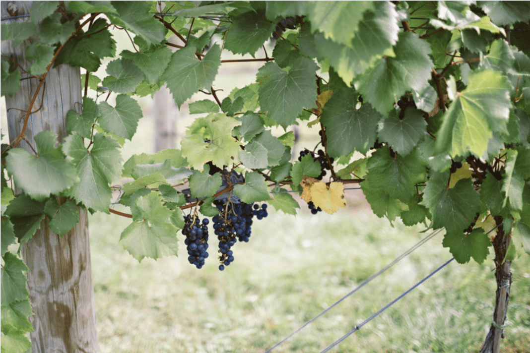 Guide to Wineries In & Near Rochester MN