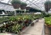 Guide to Rochester Area Nurseries and Greenhouses