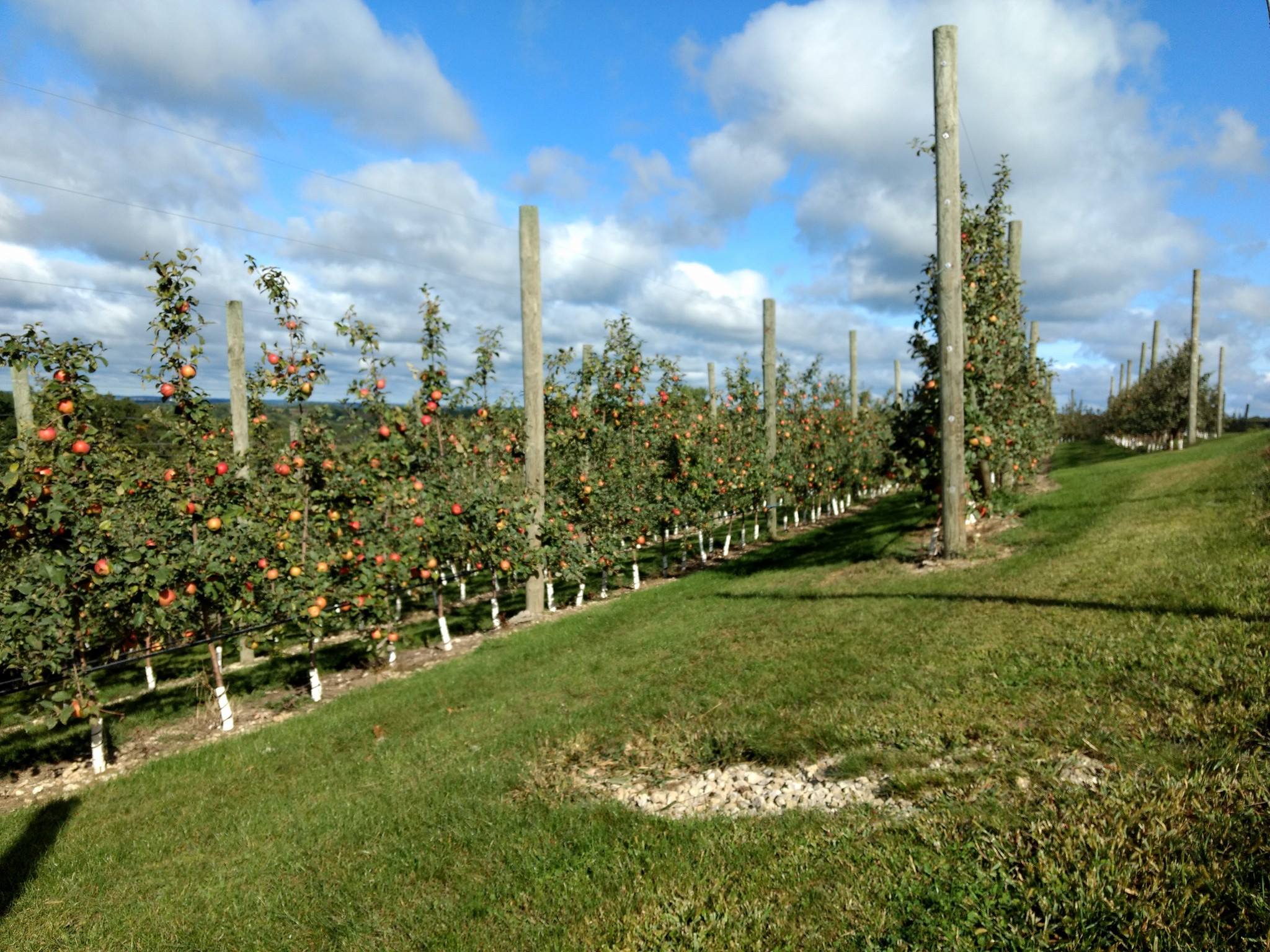 Rochester MN Guide to Apple Orchards, Pumpkin Patches & More