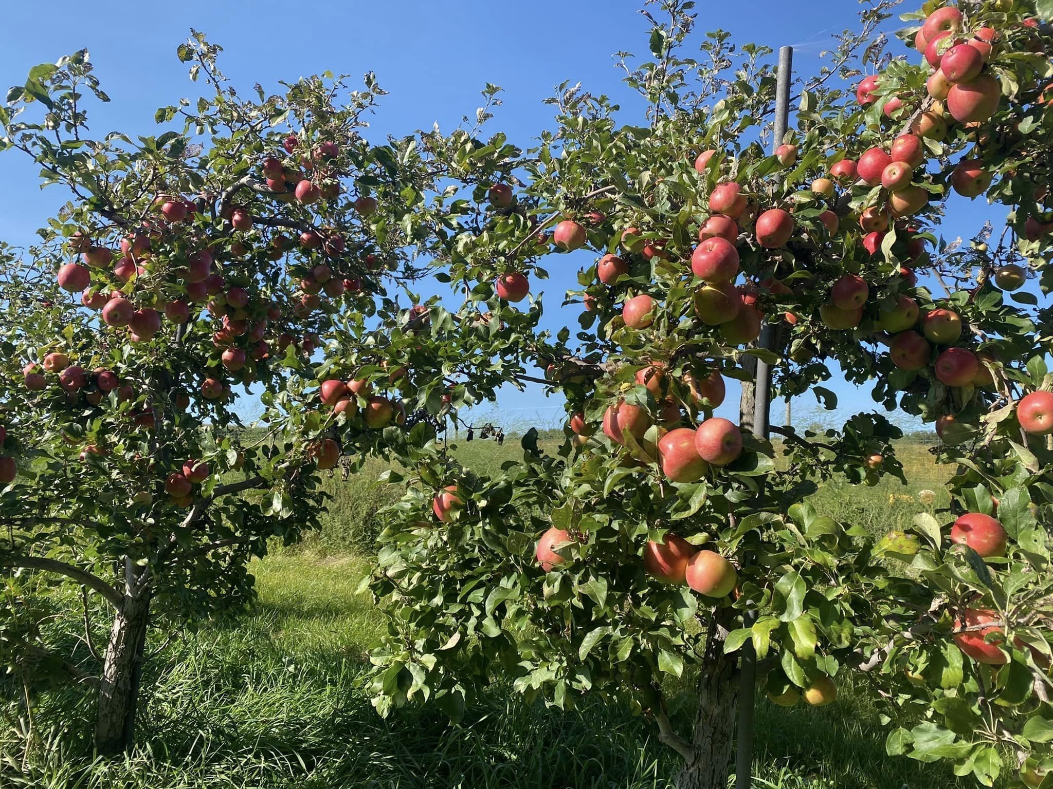 Rochester MN Guide to Apple Orchards, Pumpkin Patches & More