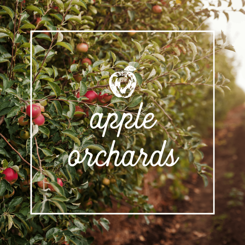 Rochester MN Guide to Fall: Festivals, Orchards, Halloween & More!