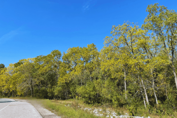 Rochester MN Area Fall Photo Spots