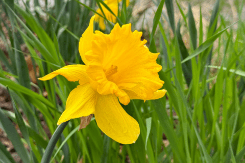 Boundless | Rochester's NEW Fully-Inclusive Indoor Playground