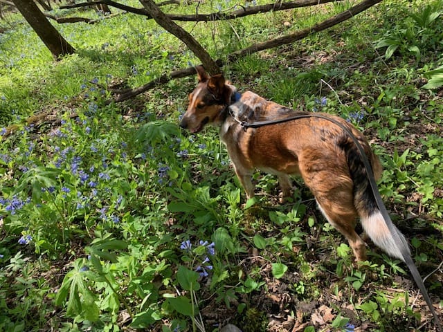 Carley State Park | Your Spring Wildflowers Destination