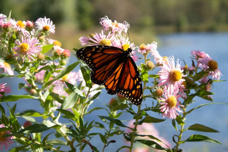 7 Fall Hikes in Rochester MN