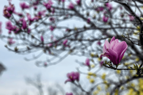 Boundless | Rochester's NEW Fully-Inclusive Indoor Playground